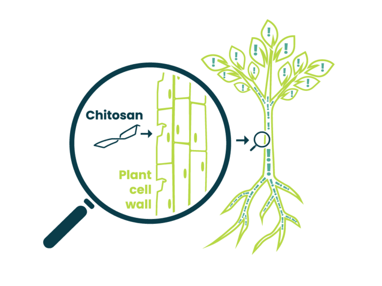 Chitosan - The biopolymer that now outperforms synthetics